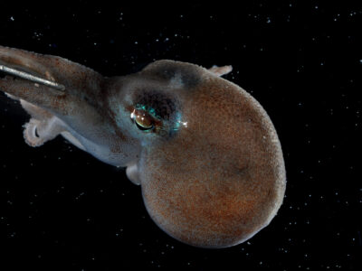 Octopus DNA solves mystery of ice sheet's past - British Antarctic Survey