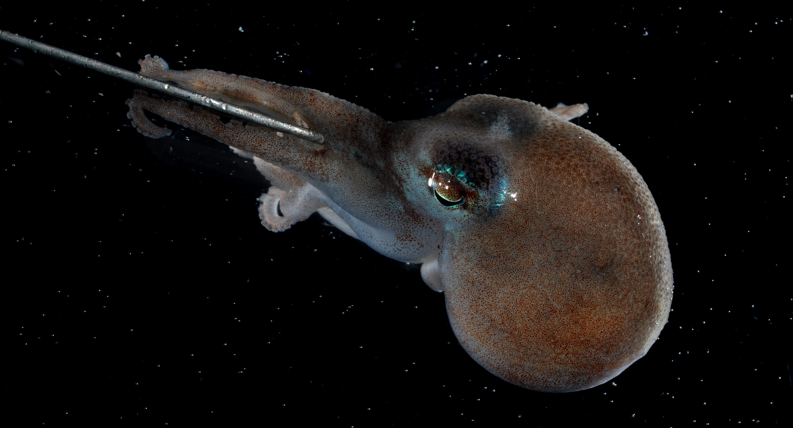 Antarctic Octopus