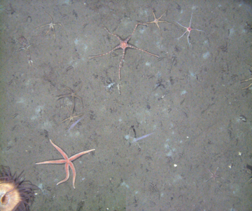 Disturbing the seabed could make climate change worse - British ...