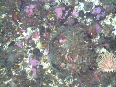 Disturbing the seabed could make climate change worse - British ...