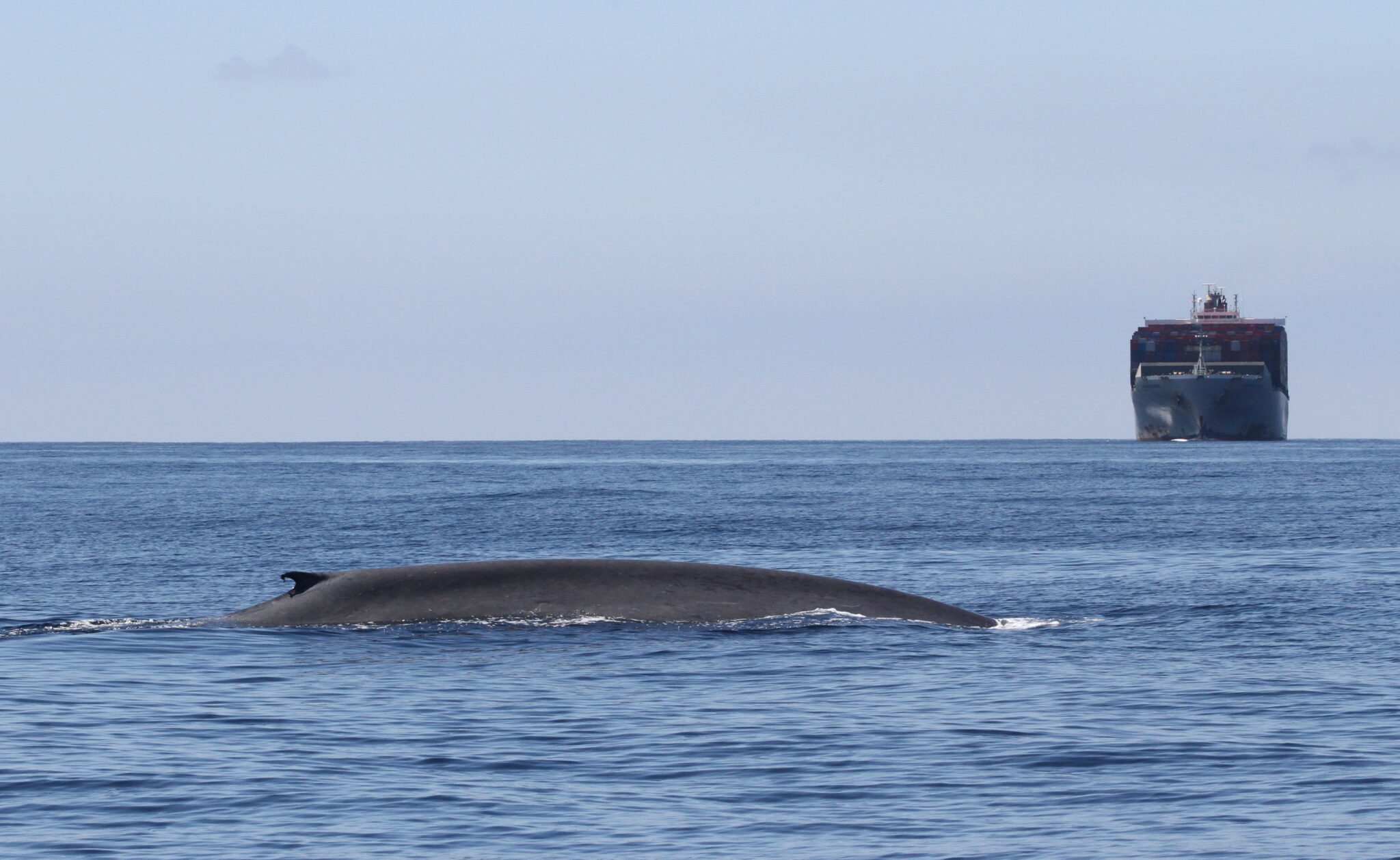 Whale-ship strikes reduced if 2.6% of ocean made safer - British ...