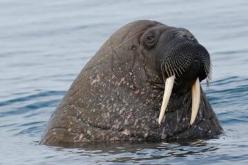Happy World Walrus Day 2024 - British Antarctic Survey - News
