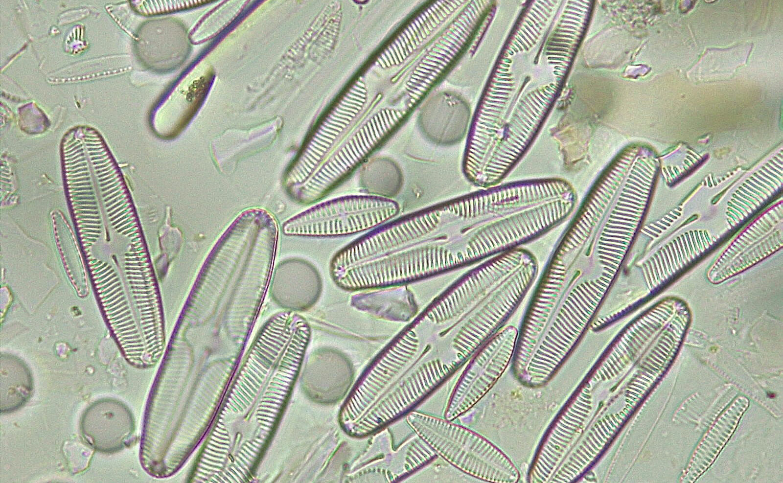 Why does melting Arctic ice matter? | Beyond the Ice topical commentary ...